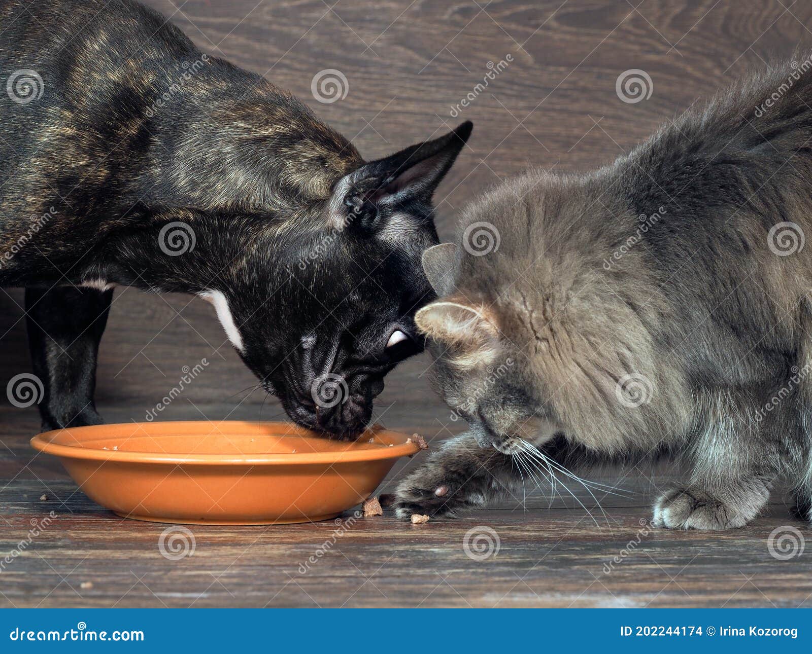Gato Y Perro Comiendo Comida De Un Plato En El Suelo Foto de archivo ...