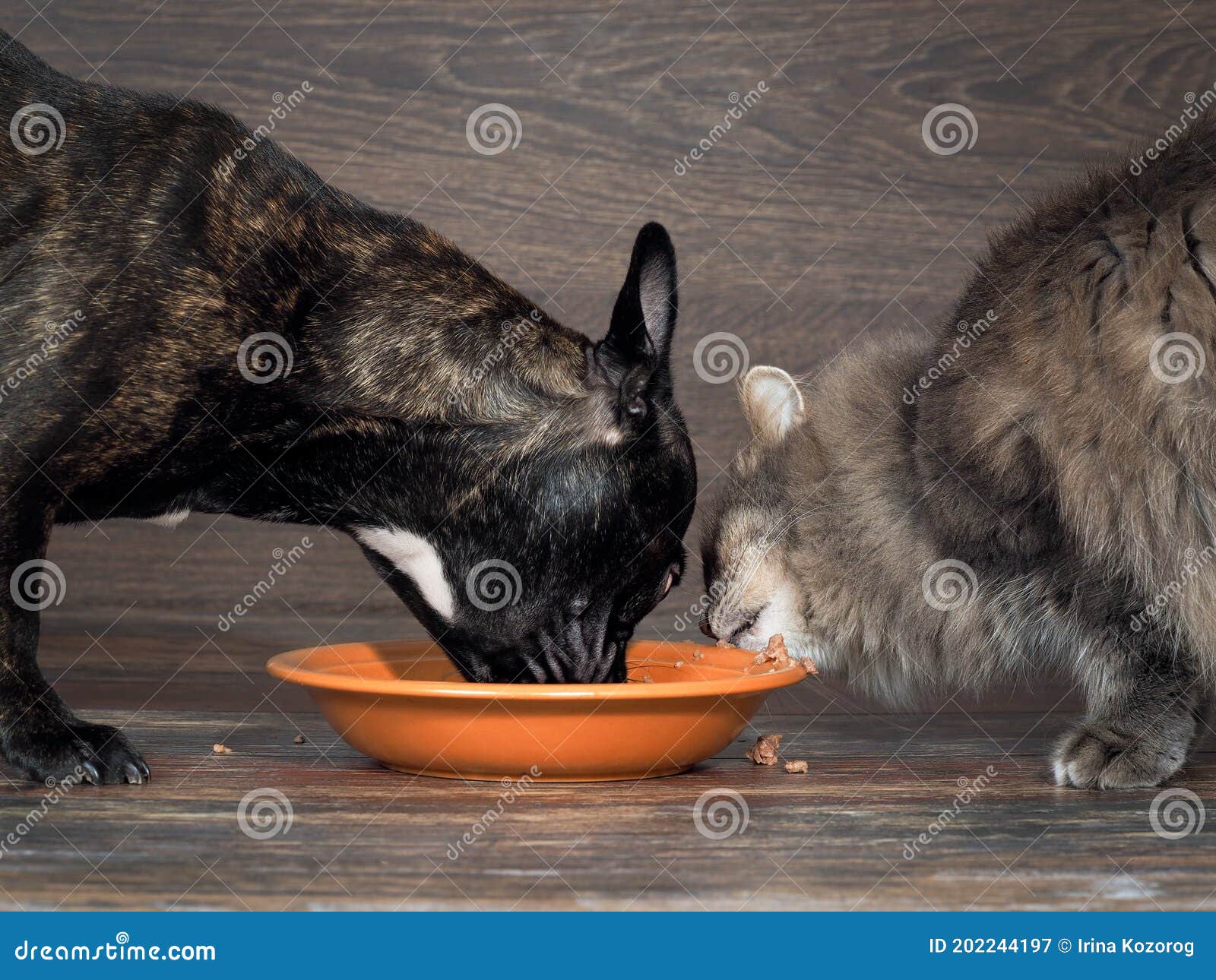 Gato Y Perro Comiendo Comida De Un Plato En El Suelo Imagen de archivo ...