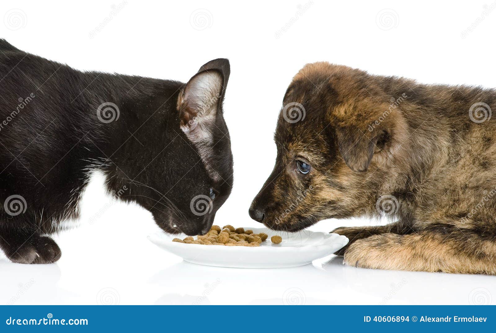 Gato Y Perro Que Comen Junto Foto de archivo - Imagen de aislado, fondo ...