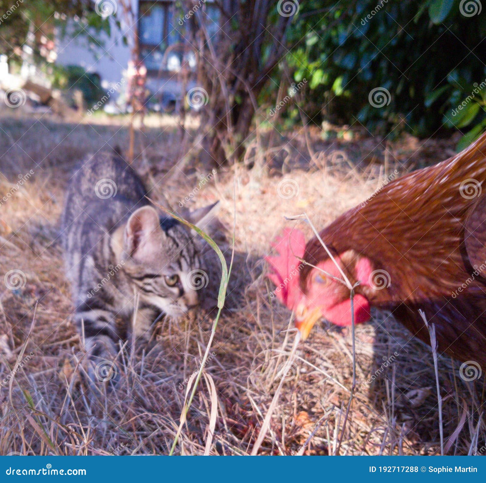 Gato y pollo foto de archivo. Imagen de cubo, hierba - 192717288