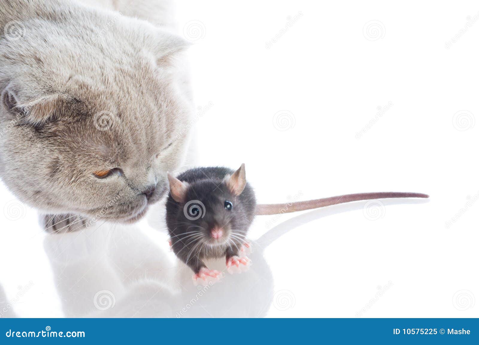 Gato y ratón imagen de archivo. Imagen de roedor, lindo - 10575225