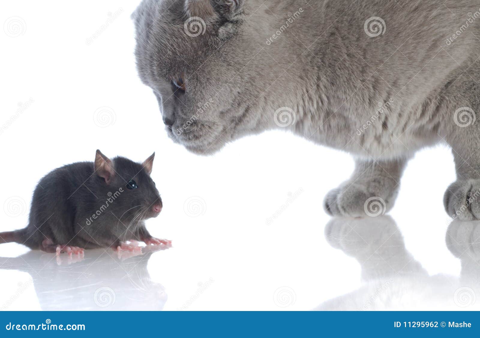Gato y ratón foto de archivo. Imagen de cola, barbas - 11295962