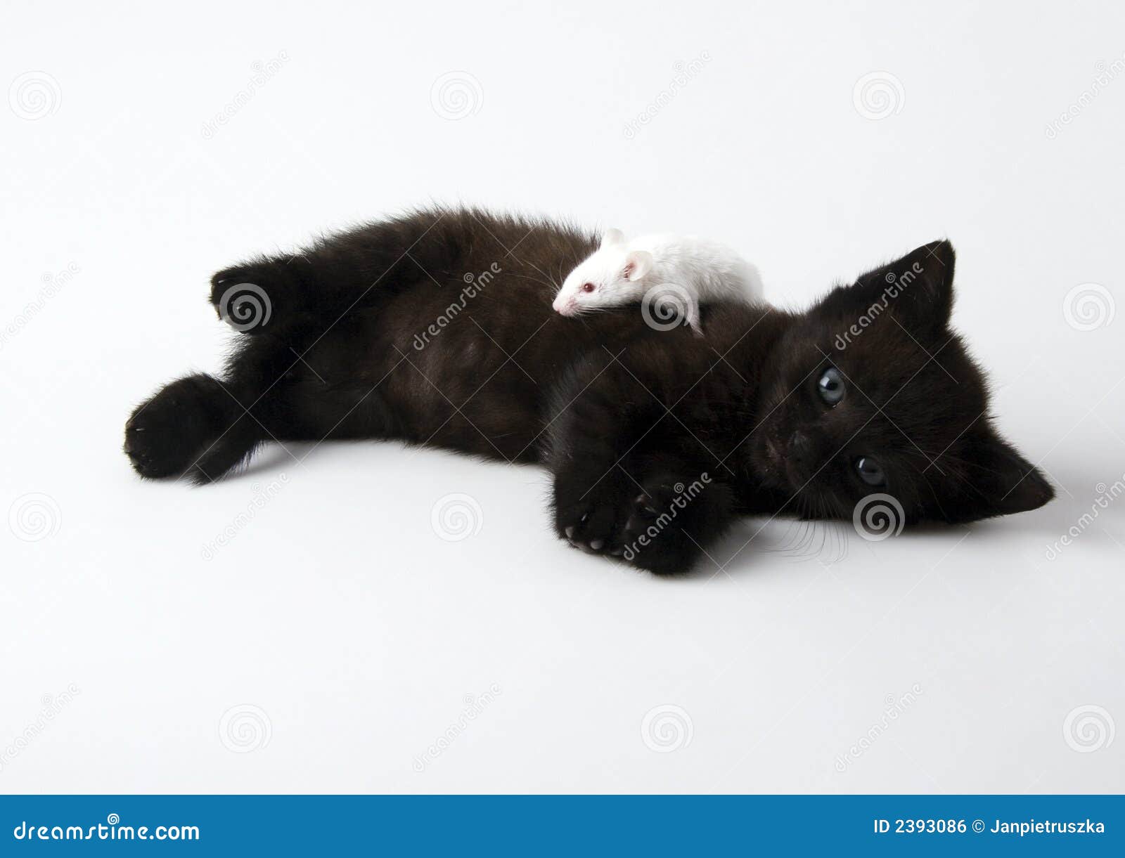 Gato y ratón foto de archivo. Imagen de animales, animal - 2393086