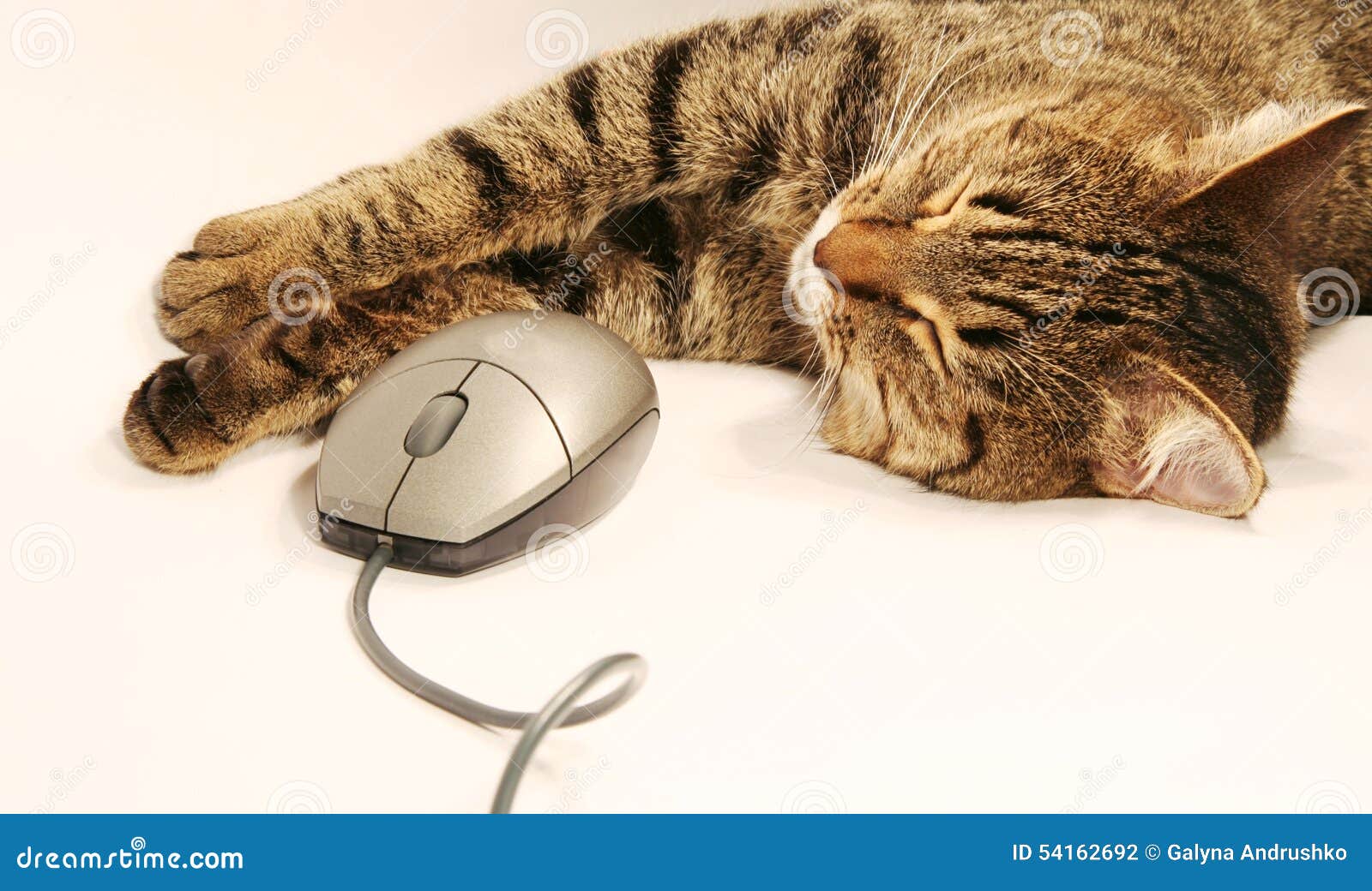 Gato y ratón foto de archivo. Imagen de beso, mascota - 54162692