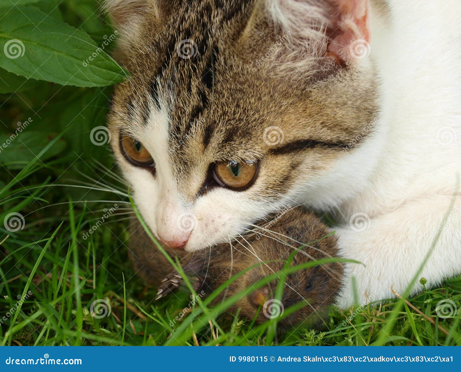 Gato y ratón imagen de archivo. Imagen de felino, piel - 9980115