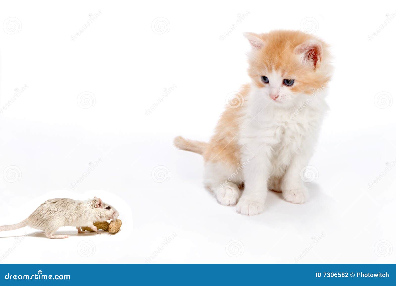 Gato y rata foto de archivo. Imagen de cara, roedor, dulce - 7306582