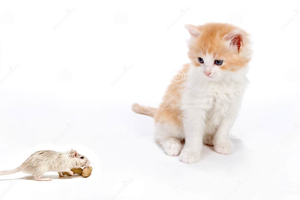 Gato y rata foto de archivo. Imagen de cara, roedor, dulce - 7306582