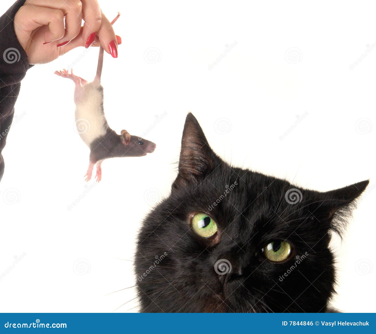 Gato y rata foto de archivo. Imagen de bichos, lindo, retrato - 7844846