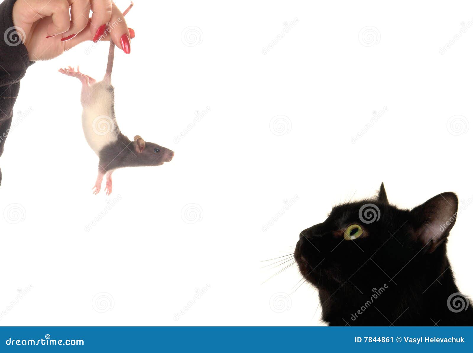 Gato y rata imagen de archivo. Imagen de incentivo, mascota - 7844861