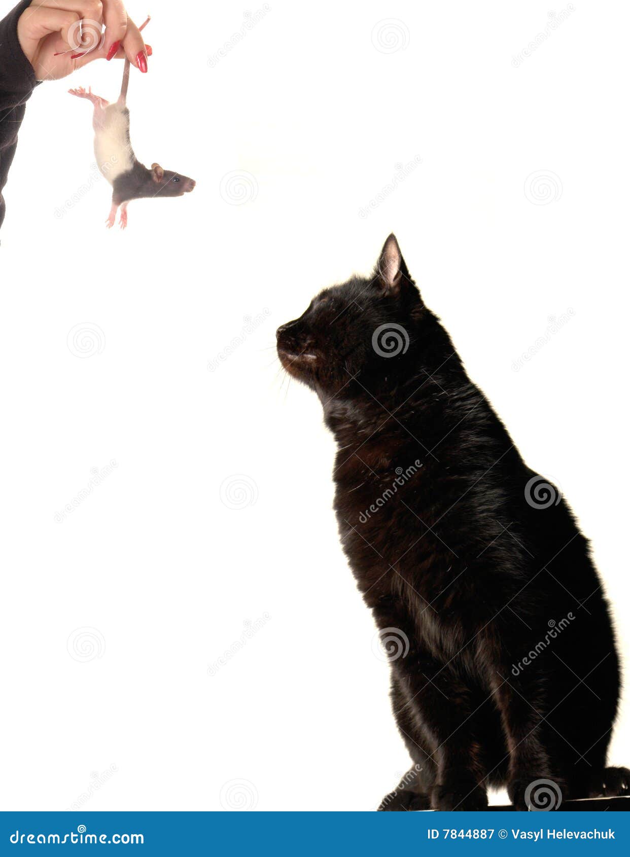 Gato Y Rata Imagen. Imagen: 7844887