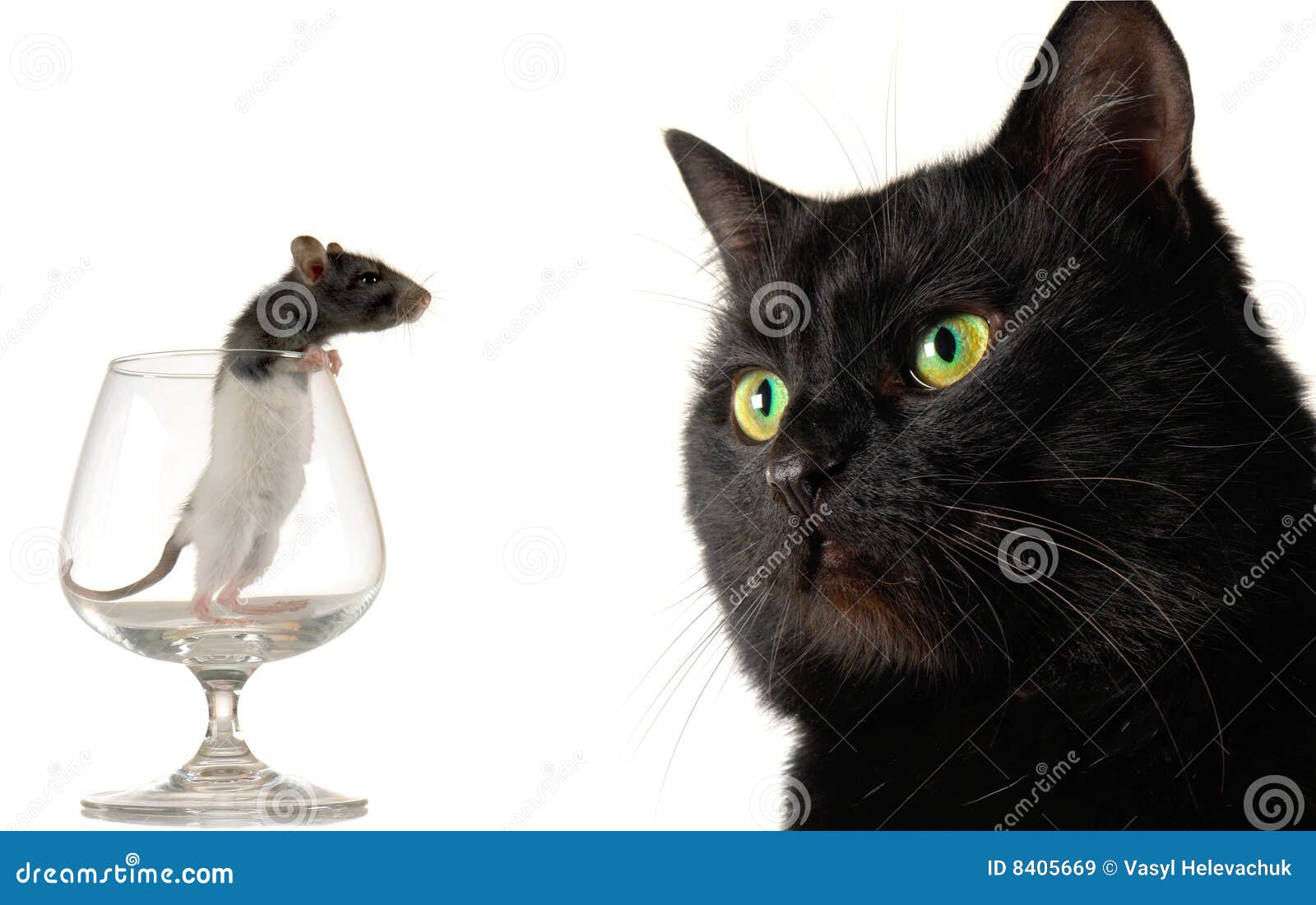 Gato Y Rata Imagen. Imagen: 8405669