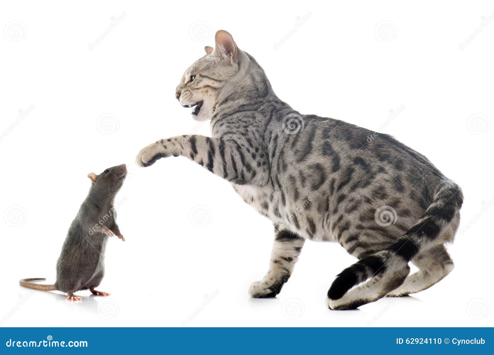 Gato y rata de Bengala foto de archivo. Imagen de gato - 62924110