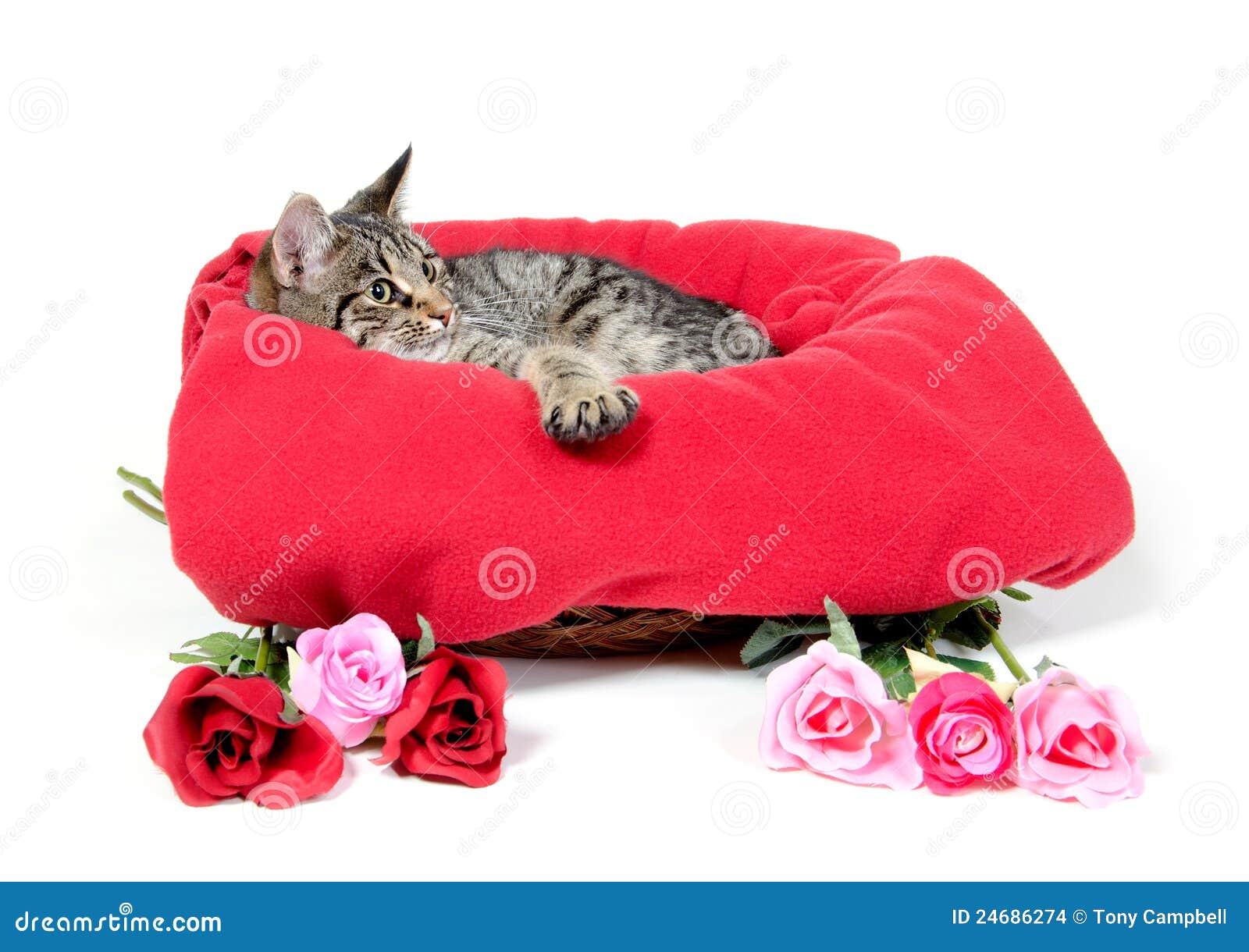 Gato y rosas lindos foto de archivo. Imagen de animal - 24686274