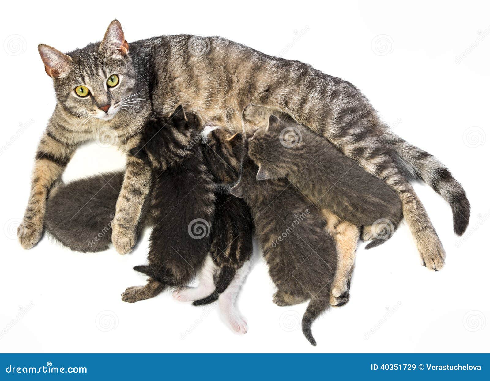 Gato y sus gatitos imagen de archivo. Imagen de gatitos - 40351729