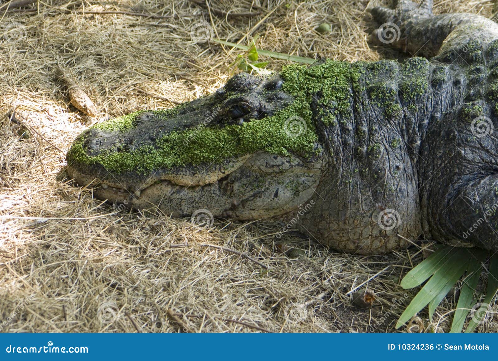 Gator stock photo. Image of skin, gator, waiting, wilderness - 10324236