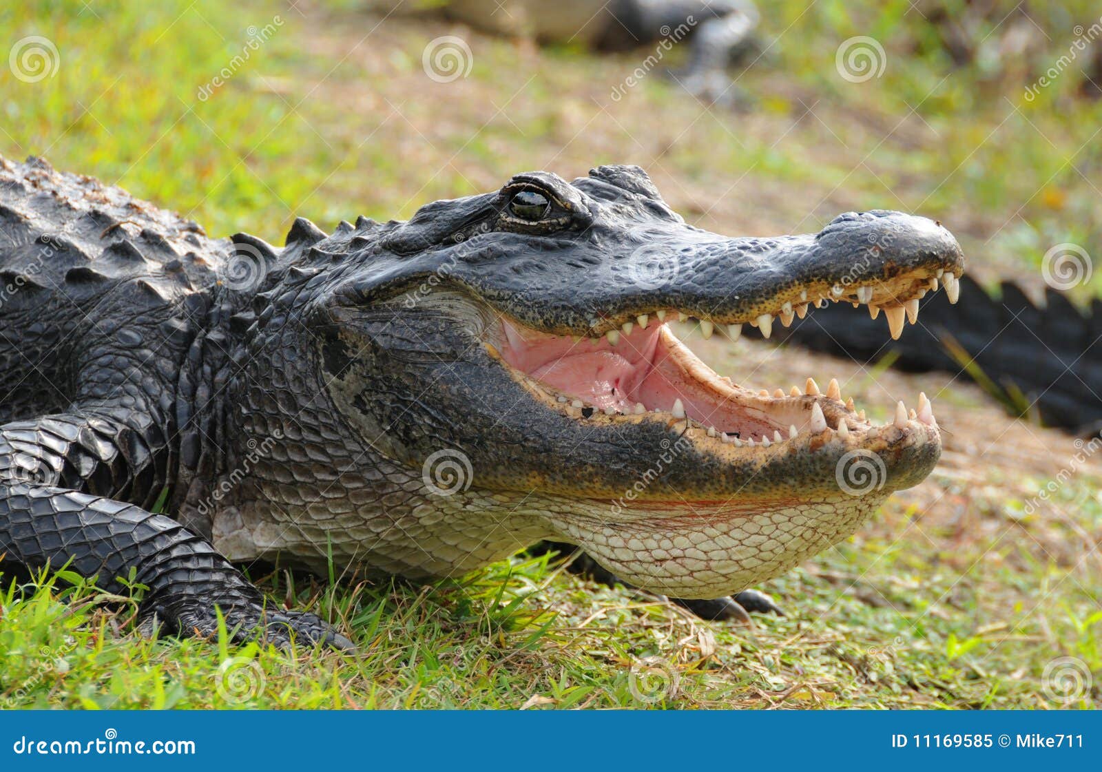 Gator stock image. Image of outdoors, mangroves, florida - 11169585