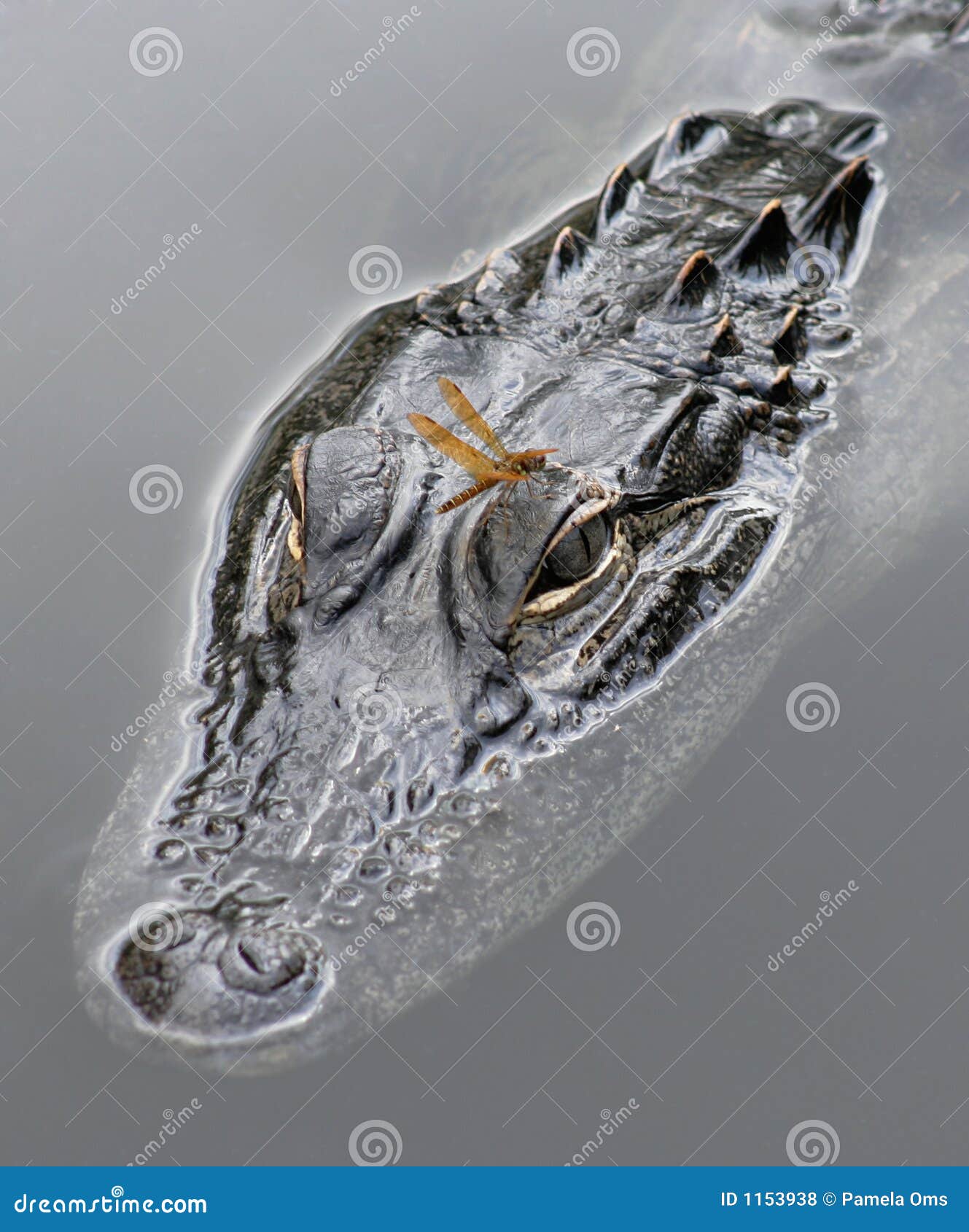 Gator stock photo. Image of reptiles, cute, alligators - 1153938
