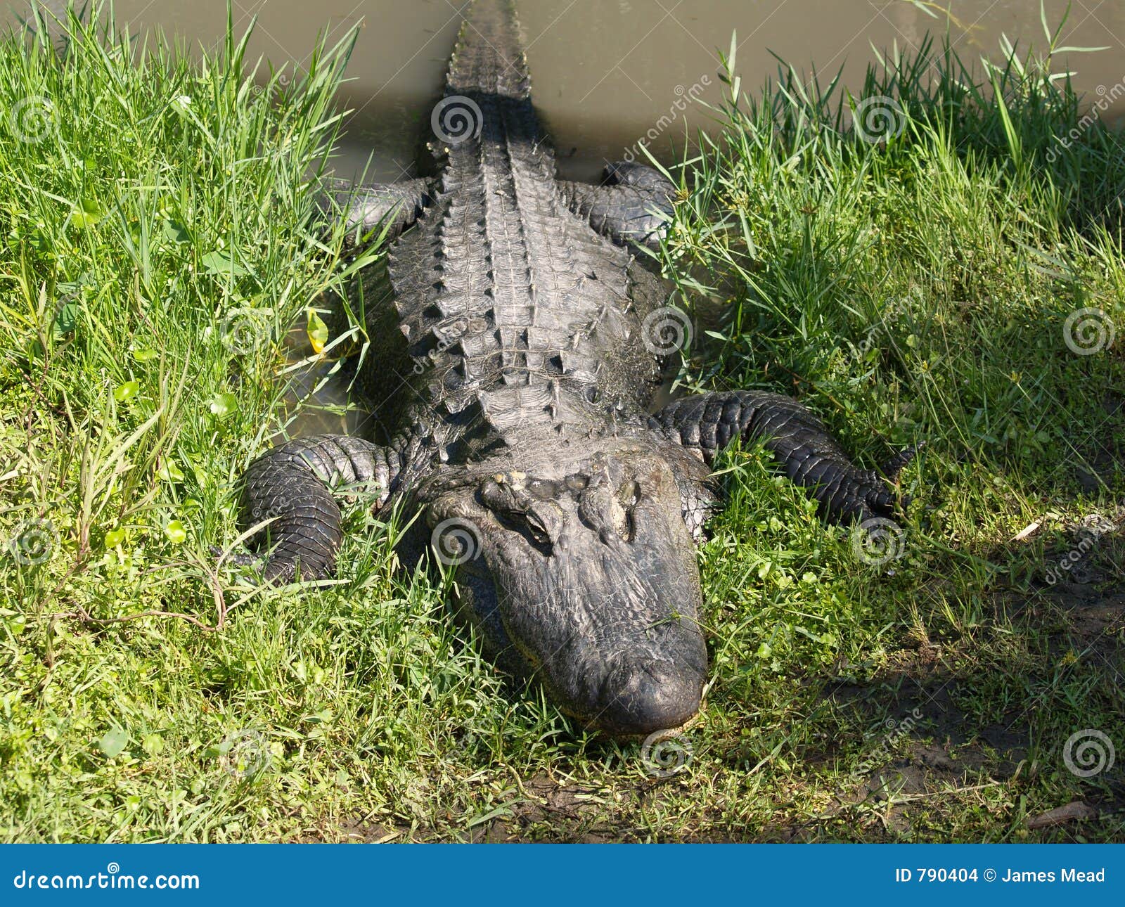Gator stock photo. Image of swamp, alligator, waiting, water - 790404