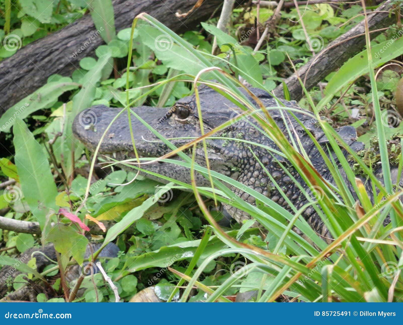 Gator stock image. Image of alligator, sunning, gator - 85725491