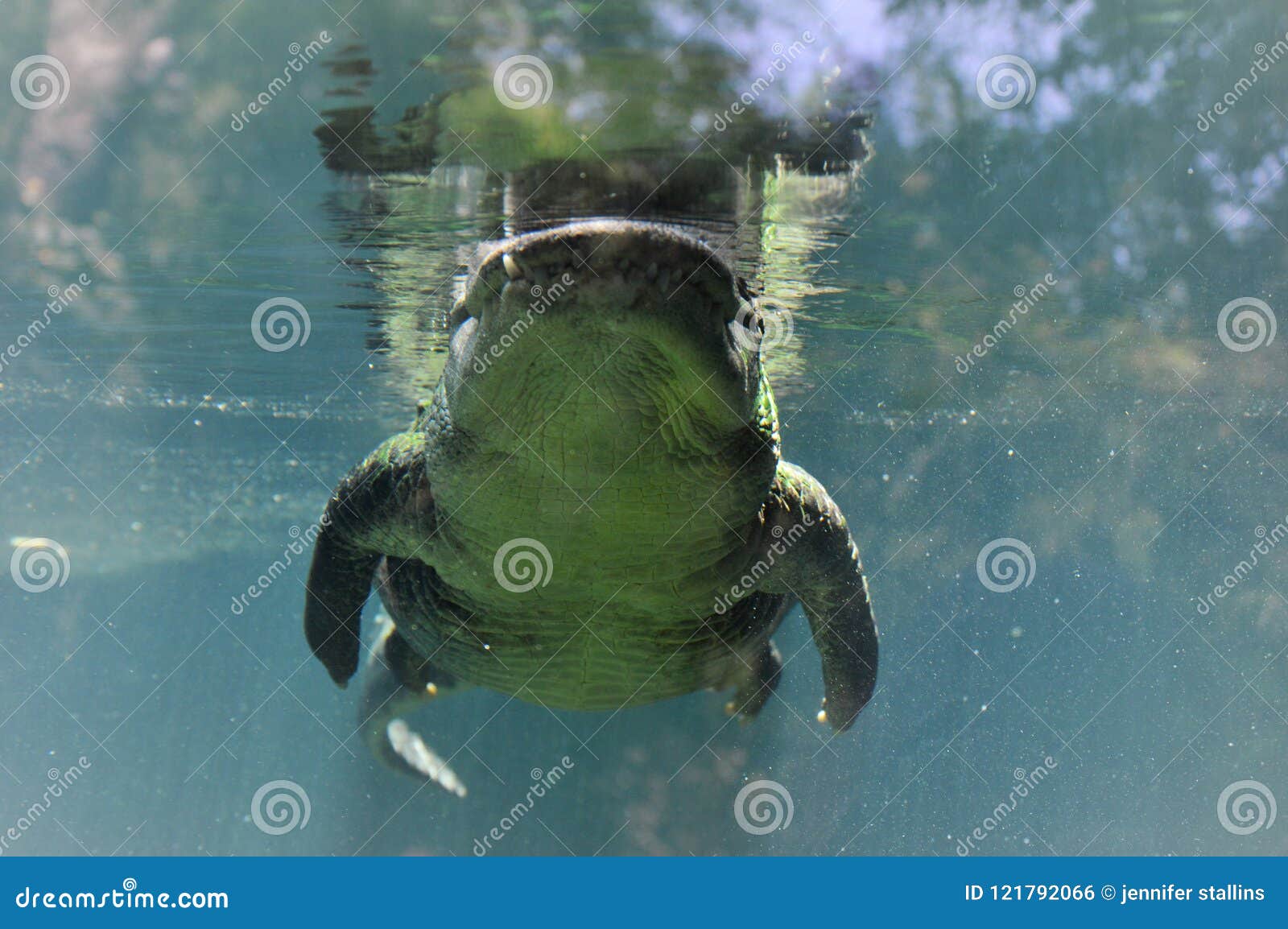 Gator stock photo. Image of gatoor, swimming, gator - 121792066