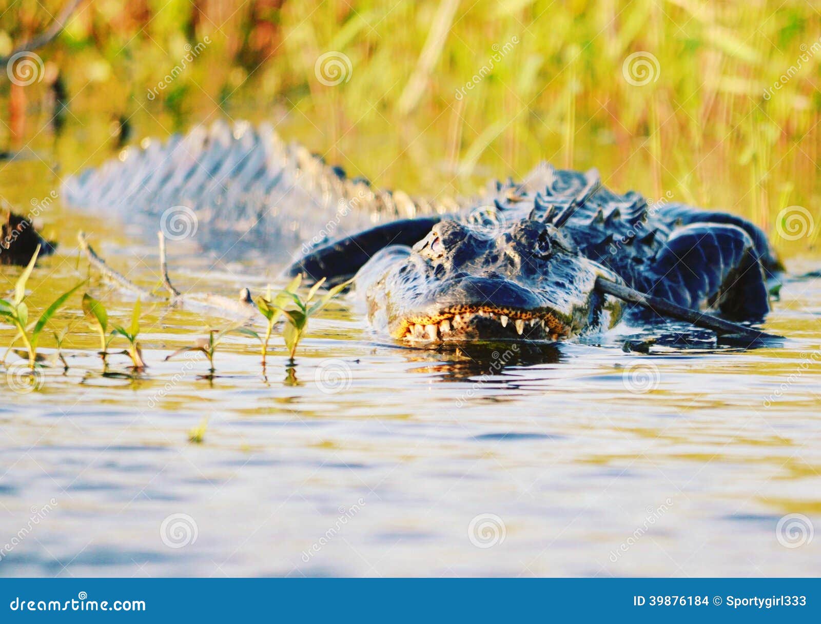 Gator stock photo. Image of louisiana, marsh, okechobee - 39876184