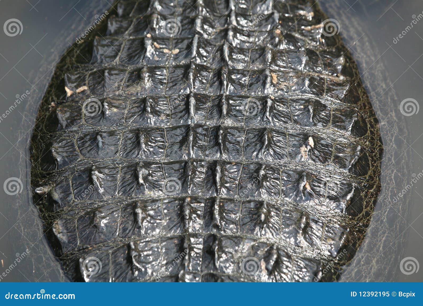 Gator Back stock image. Image of tough, bumpy, skin, hyde - 12392195