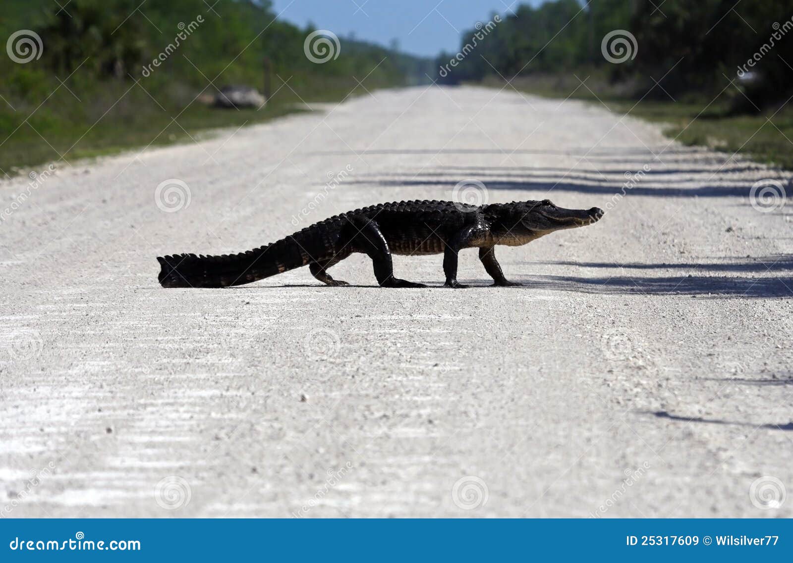 Gator Crossing stock image. Image of marsh, alligator - 25317609