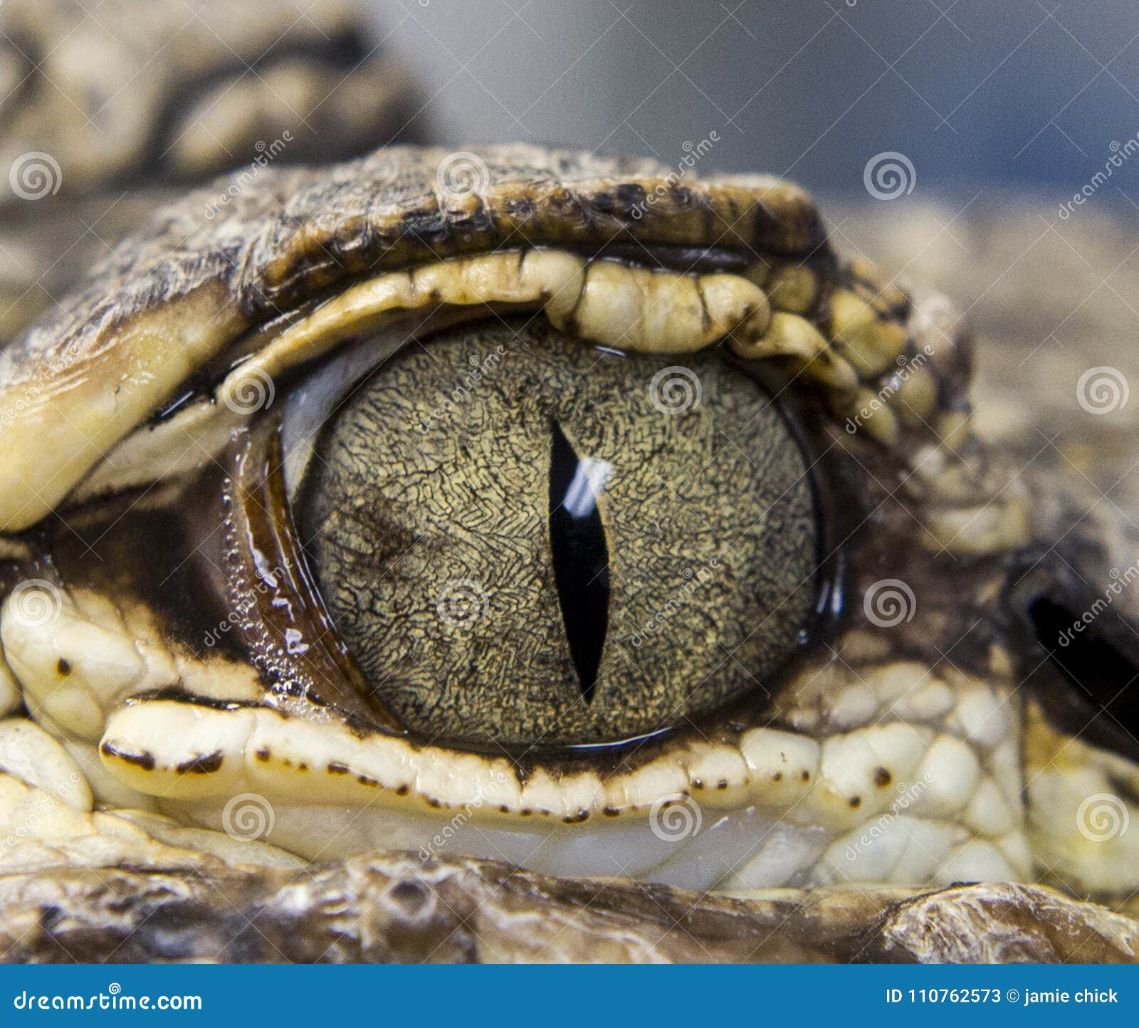 Gator eye stock image. Image of wildlife, gator, macro - 110762573