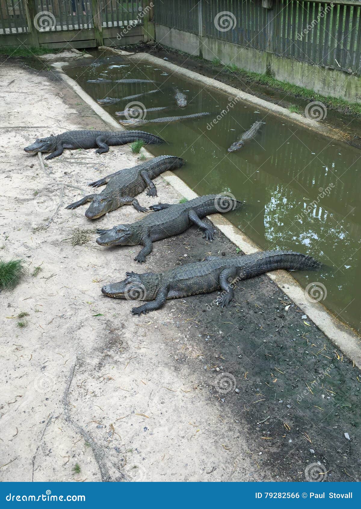 Gator Group in the Canal stock photo. Image of amphibious - 79282566