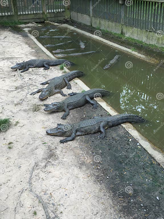 Gator Group in the Canal stock photo. Image of amphibious - 79282566