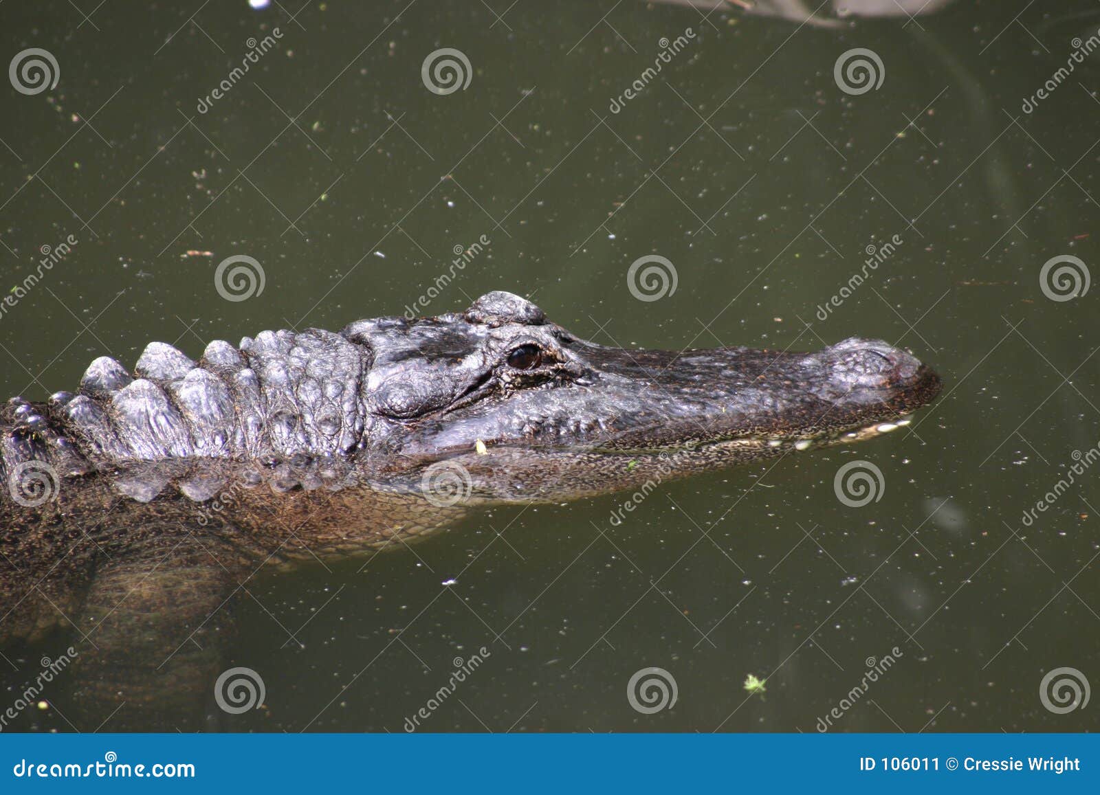 Gator Head stock image. Image of crocodilus, reptiles, wildlife - 106011