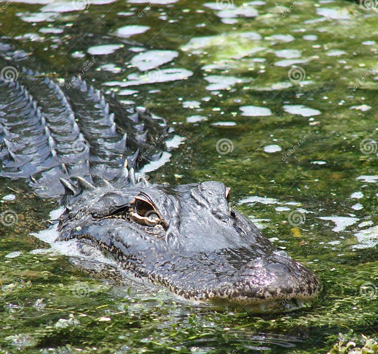 Gator hiding stock photo. Image of scales, wildlife, wild - 2870400