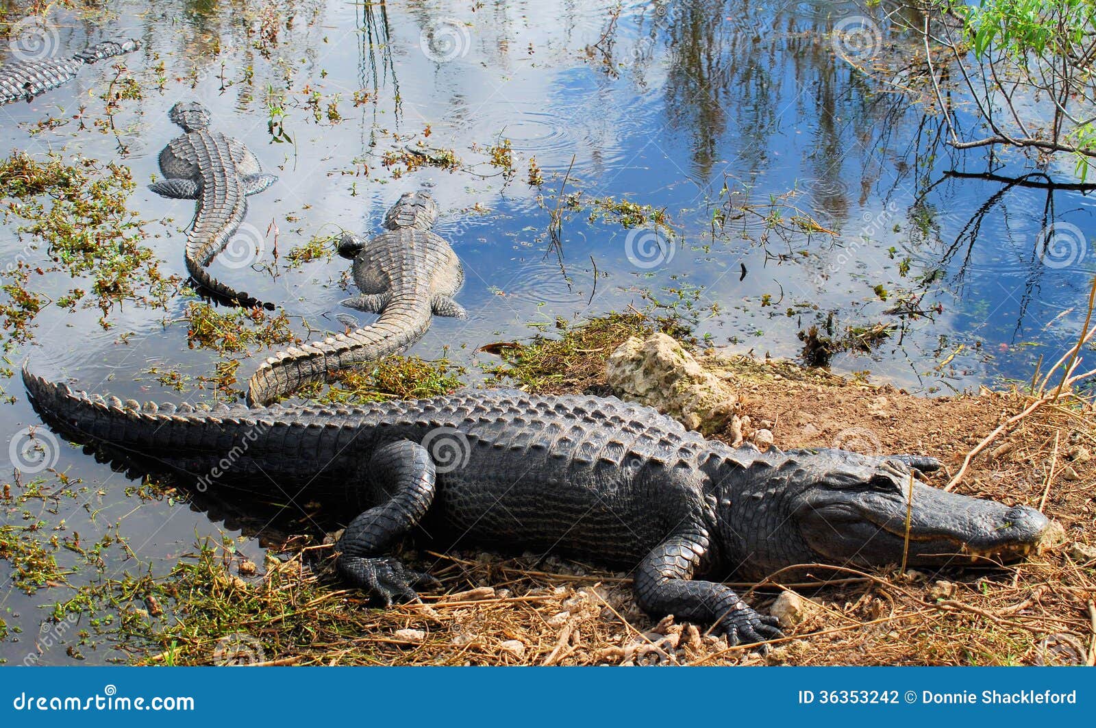 Gator Hole stock photo. Image of nature, wetland, park - 36353242