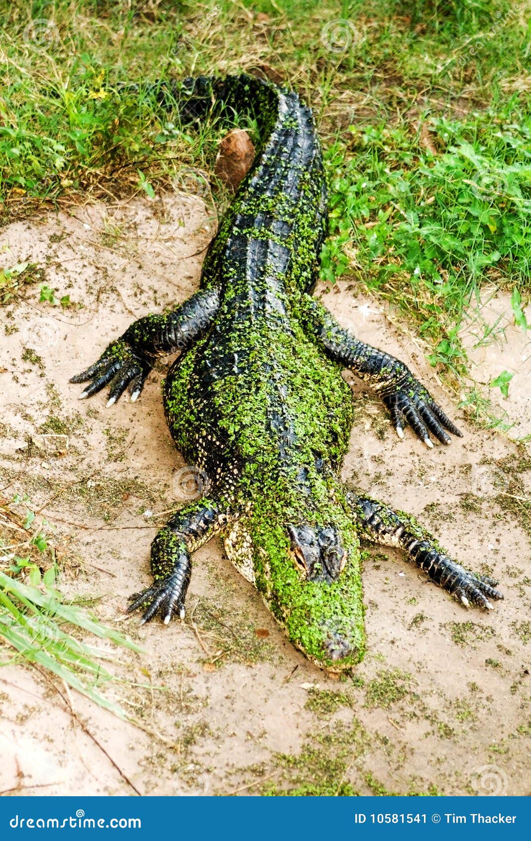 Gator on Land stock image. Image of gator, life, predator - 10581541