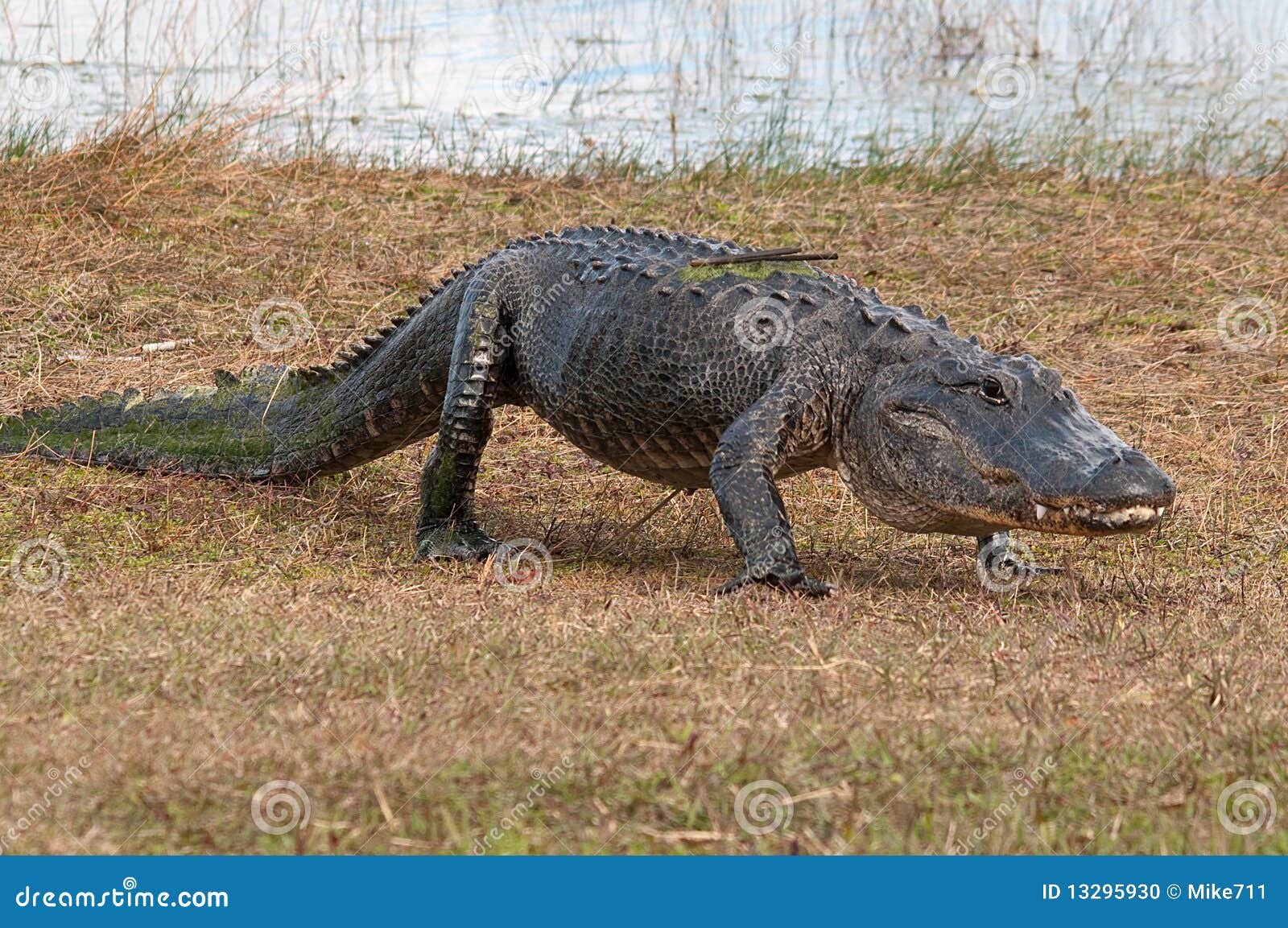 Gator on the move stock photo. Image of crocodile, wildlife - 13295930