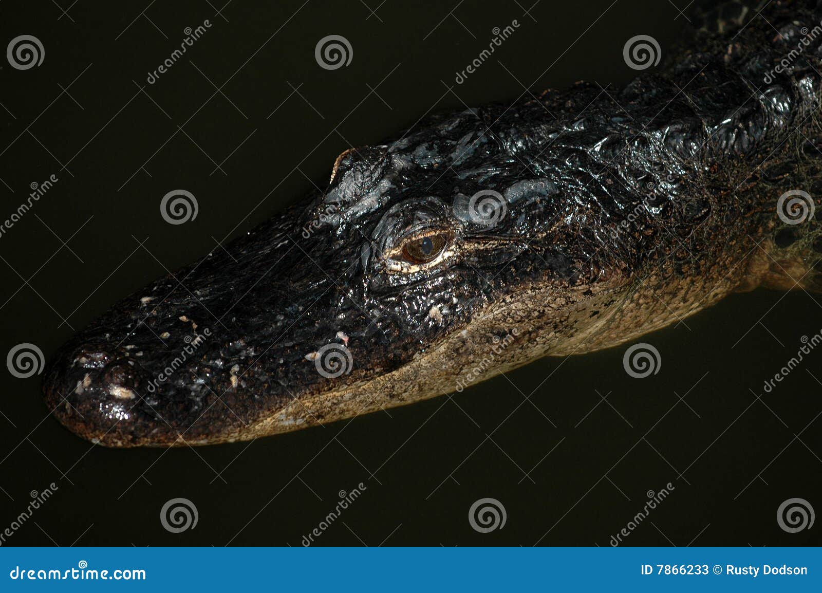 Gator at Night stock image. Image of swamp, conservation - 7866233