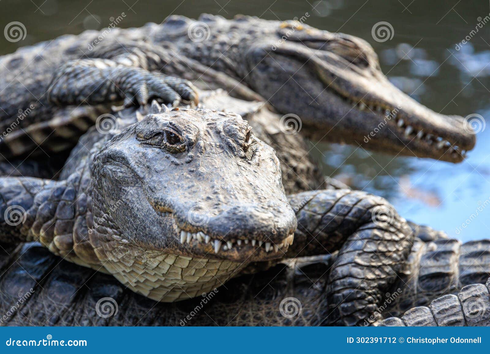 Gator Group In The Canal Stock Photo | CartoonDealer.com #79282566