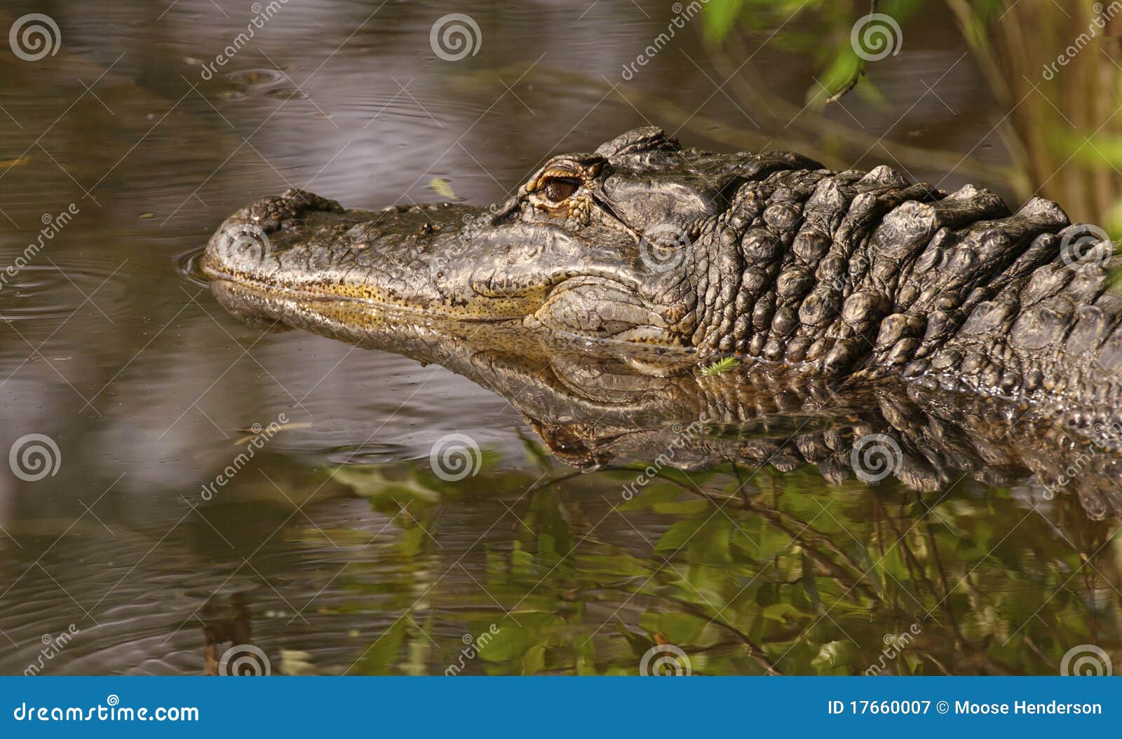 Gator in Pond stock image. Image of pond, undomesticated - 17660007