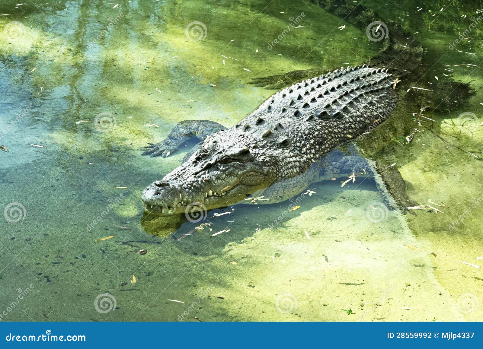 Gator Pond stock photo. Image of aggressive, wild, carnivore - 28559992