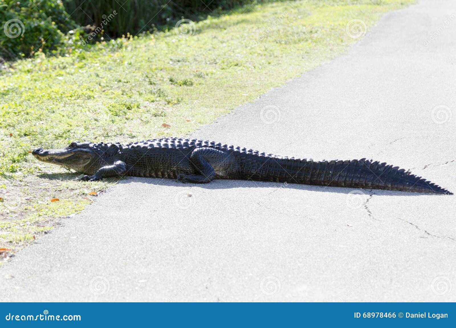 Gator rest stop stock photo. Image of national, mississippiensis - 68978466