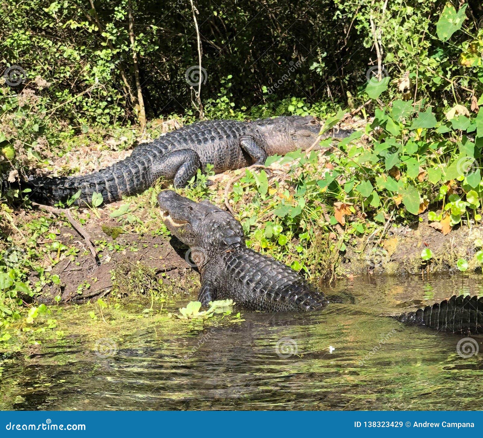Gator show down stock image. Image of beautiful, waiting - 138323429
