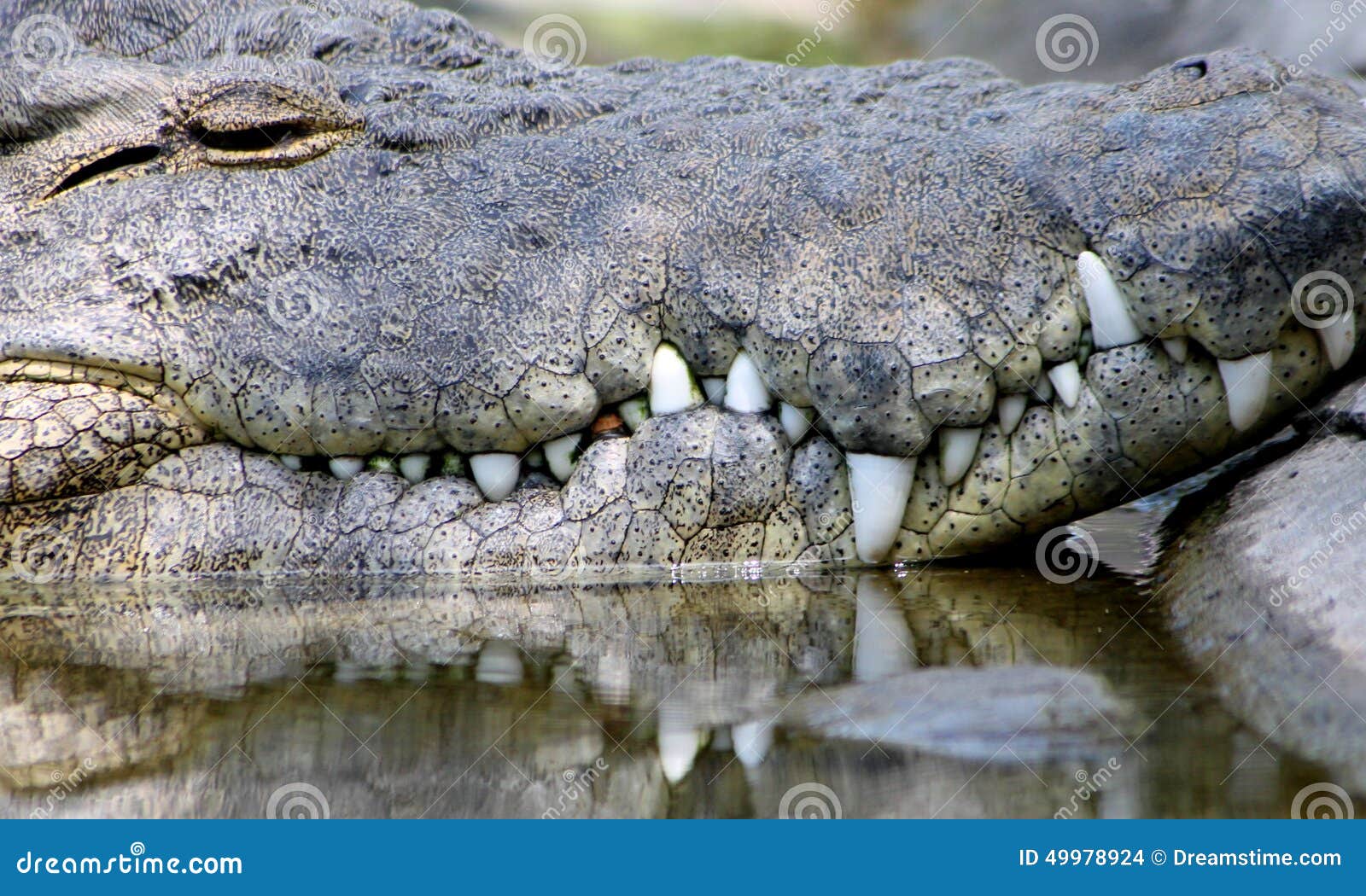 Gator Showing Teeth stock photo. Image of sleeping, resting - 49978924