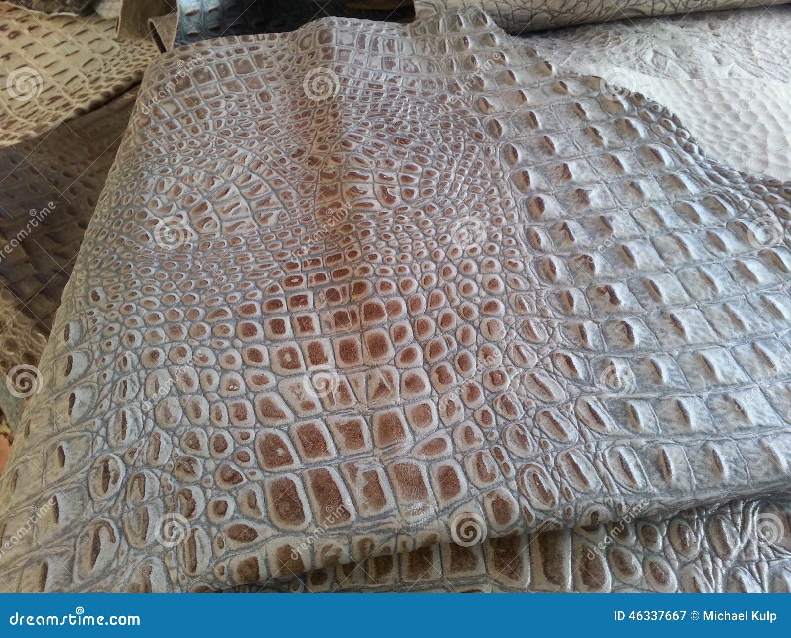 Gator skin stock image. Image of tanned, gator, hide - 46337667