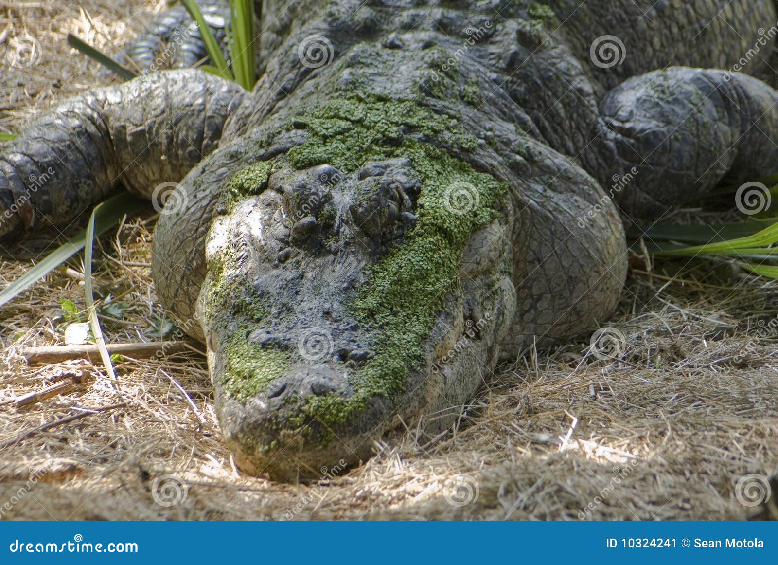 Gator in the swamp stock image. Image of waiting, resting - 10324241
