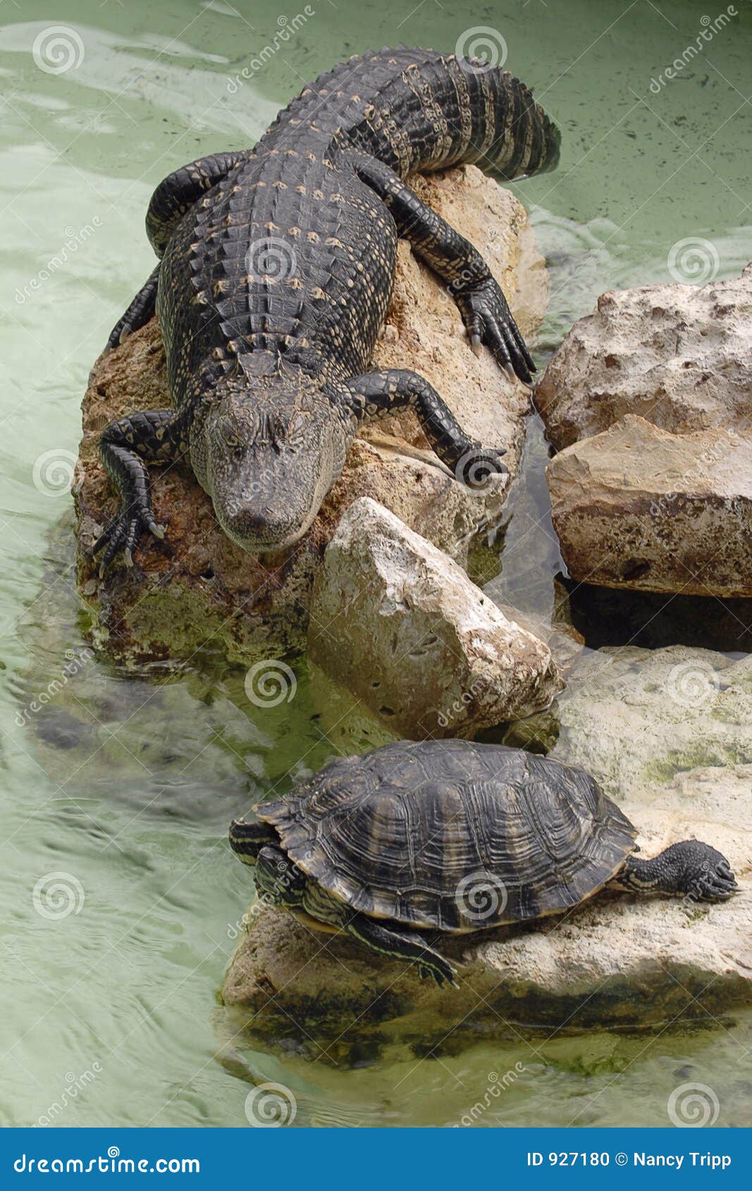Gator and Turtle stock photo. Image of outdoors, habitat - 927180