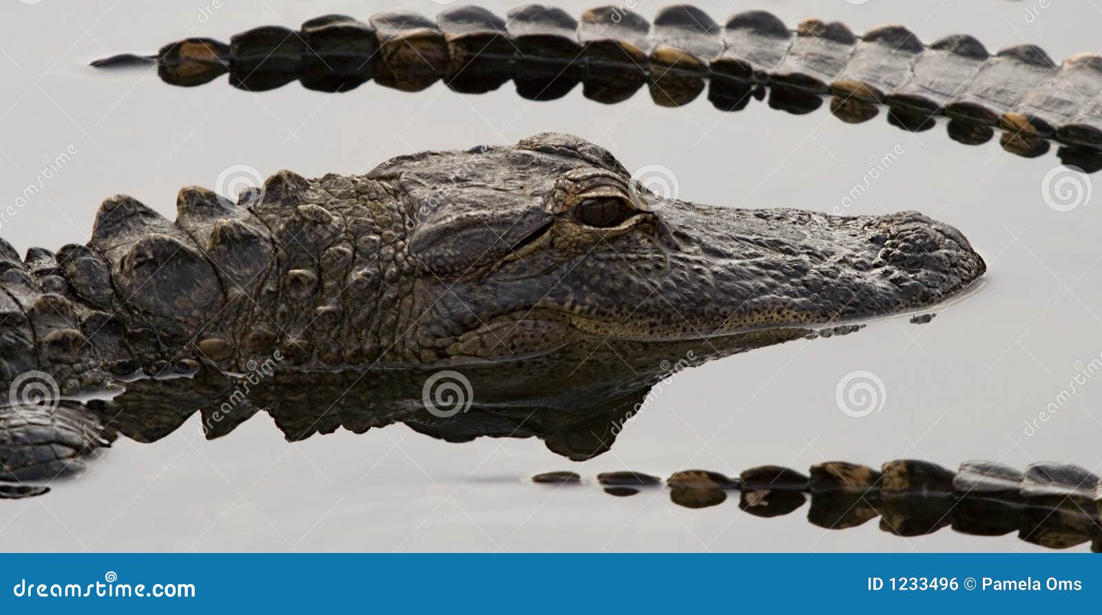 Gators stock photo. Image of danger, beast, cute, sleep - 1233496