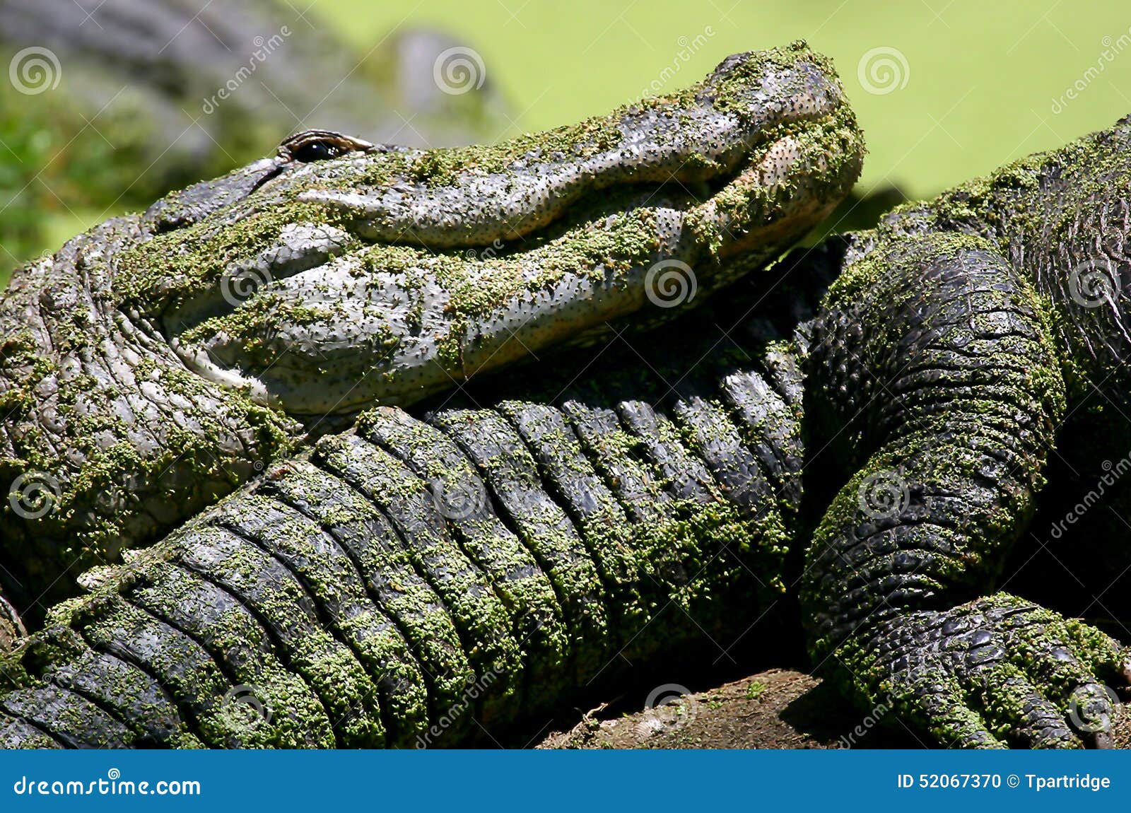 Gators arkivfoto. Bild av gators, reptil, sova, materiel - 52067370