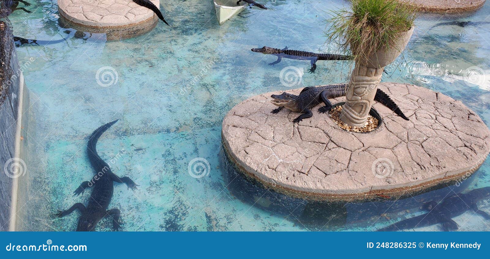 Gators in a Fresh Pool Kissimmee Florida Stock Image - Image of fresh ...