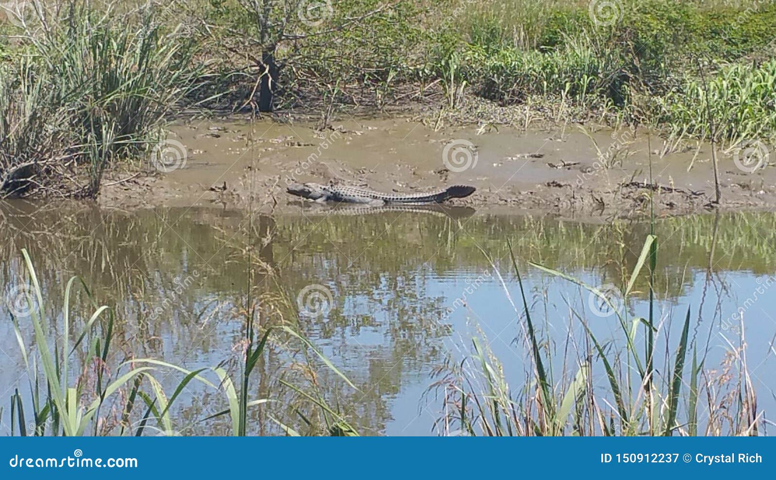 Gators stock image. Image of outdoors, hiking, gators - 150912237