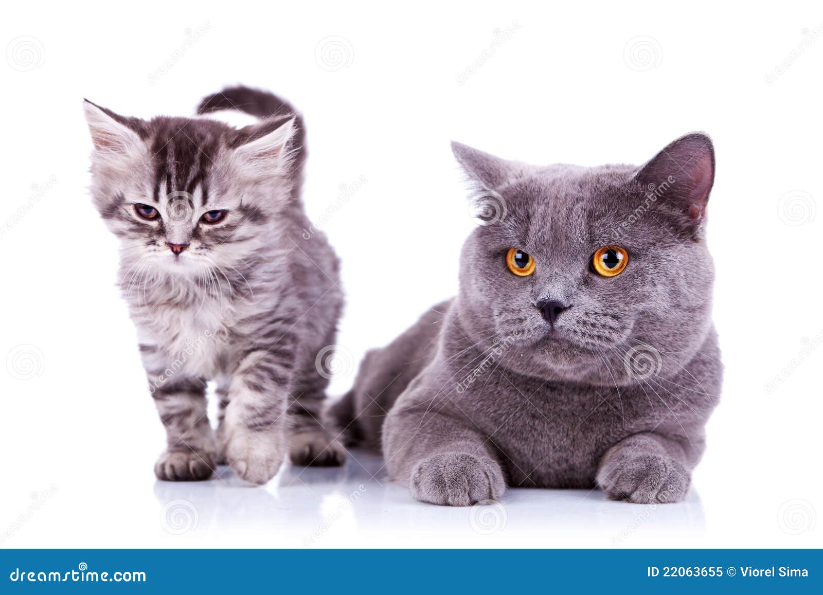 Gatos adorables imagen de archivo. Imagen de encantador - 22063655